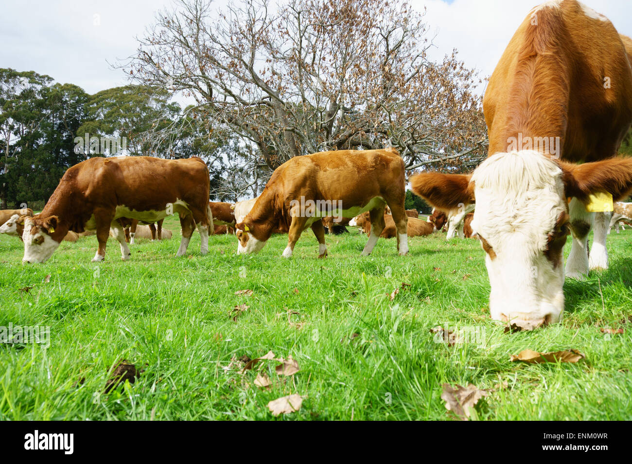 Herd of Hereford cows in Cornwall Park Stock Photo - Alamy