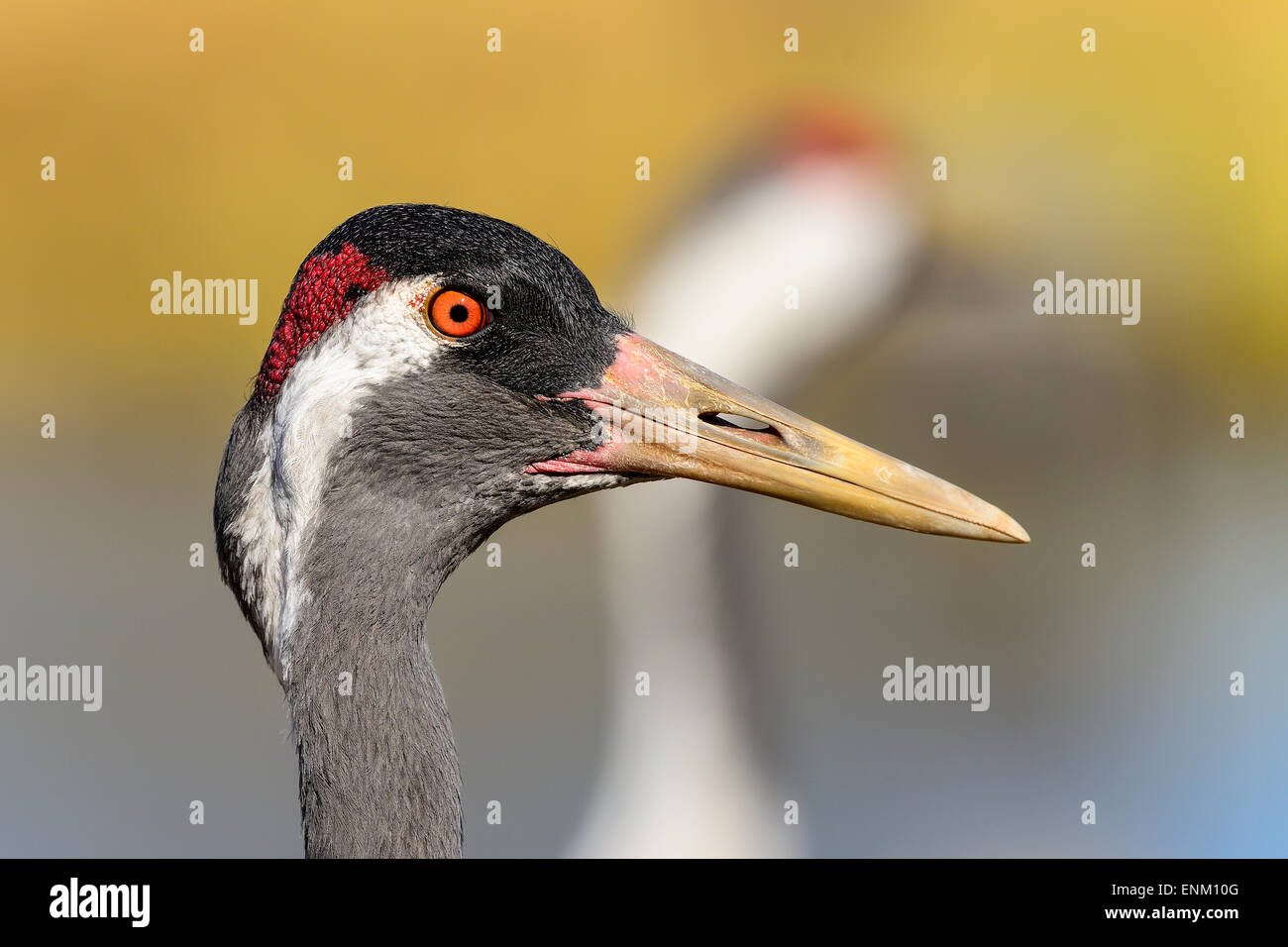 Crane red head hi-res stock photography and images - Alamy