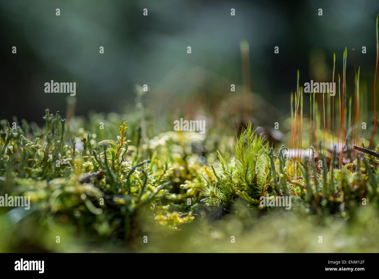 Mosses hi-res stock photography and images - Alamy