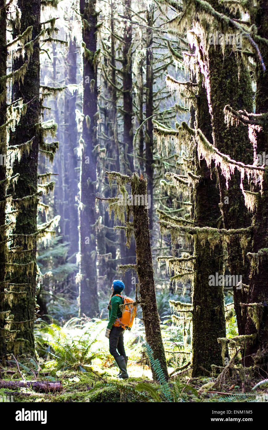 Looking up at tall trees hi-res stock photography and images - Alamy