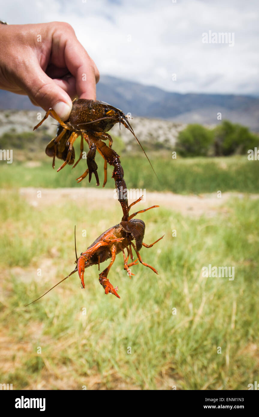Crawfish claw hi-res stock photography and images - Alamy