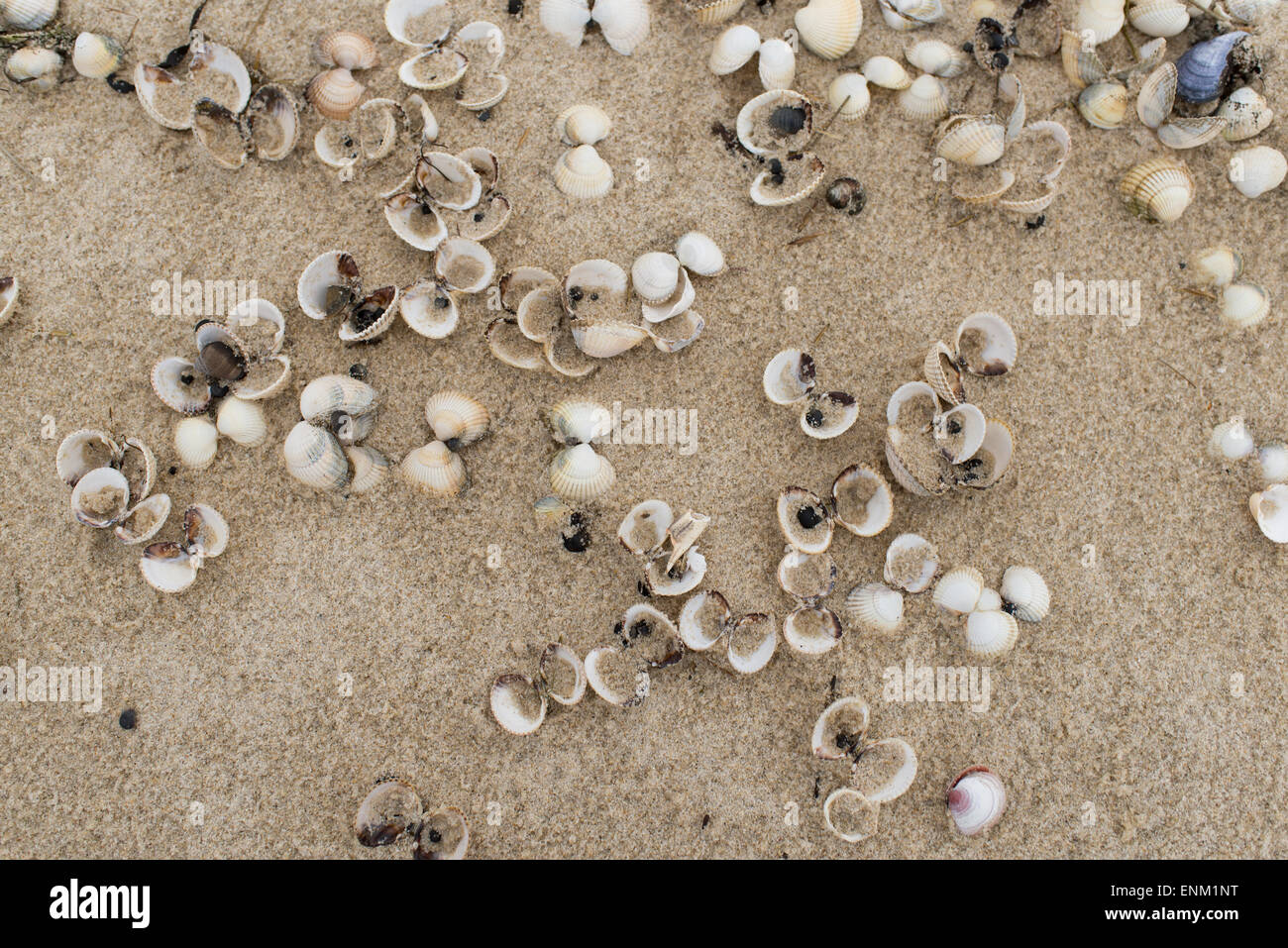 Cockle shells beach hi-res stock photography and images - Alamy