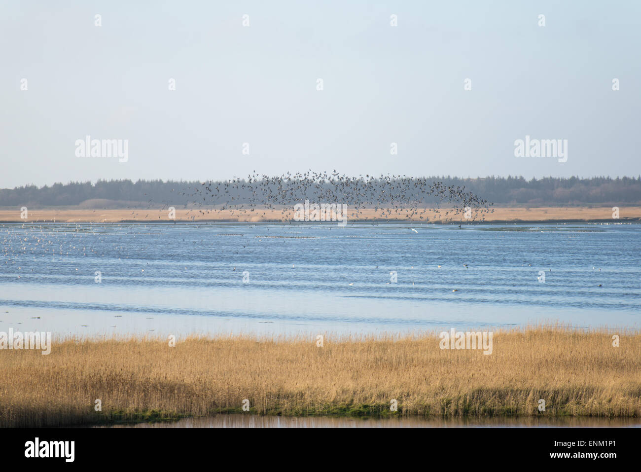 Birds flying over water hi-res stock photography and images - Alamy