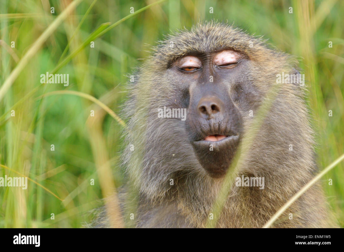 Olive baboon yawning hi-res stock photography and images - Alamy
