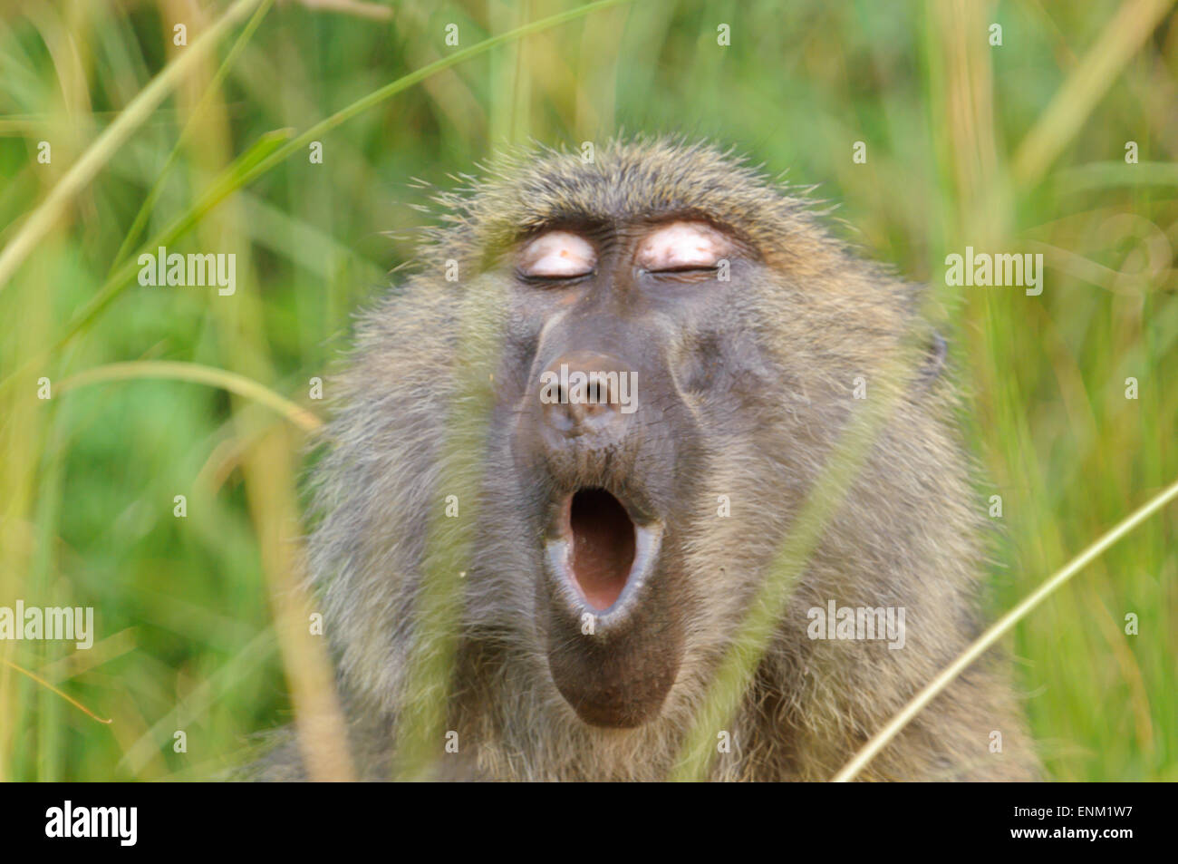 Olive baboon yawning hi-res stock photography and images - Alamy
