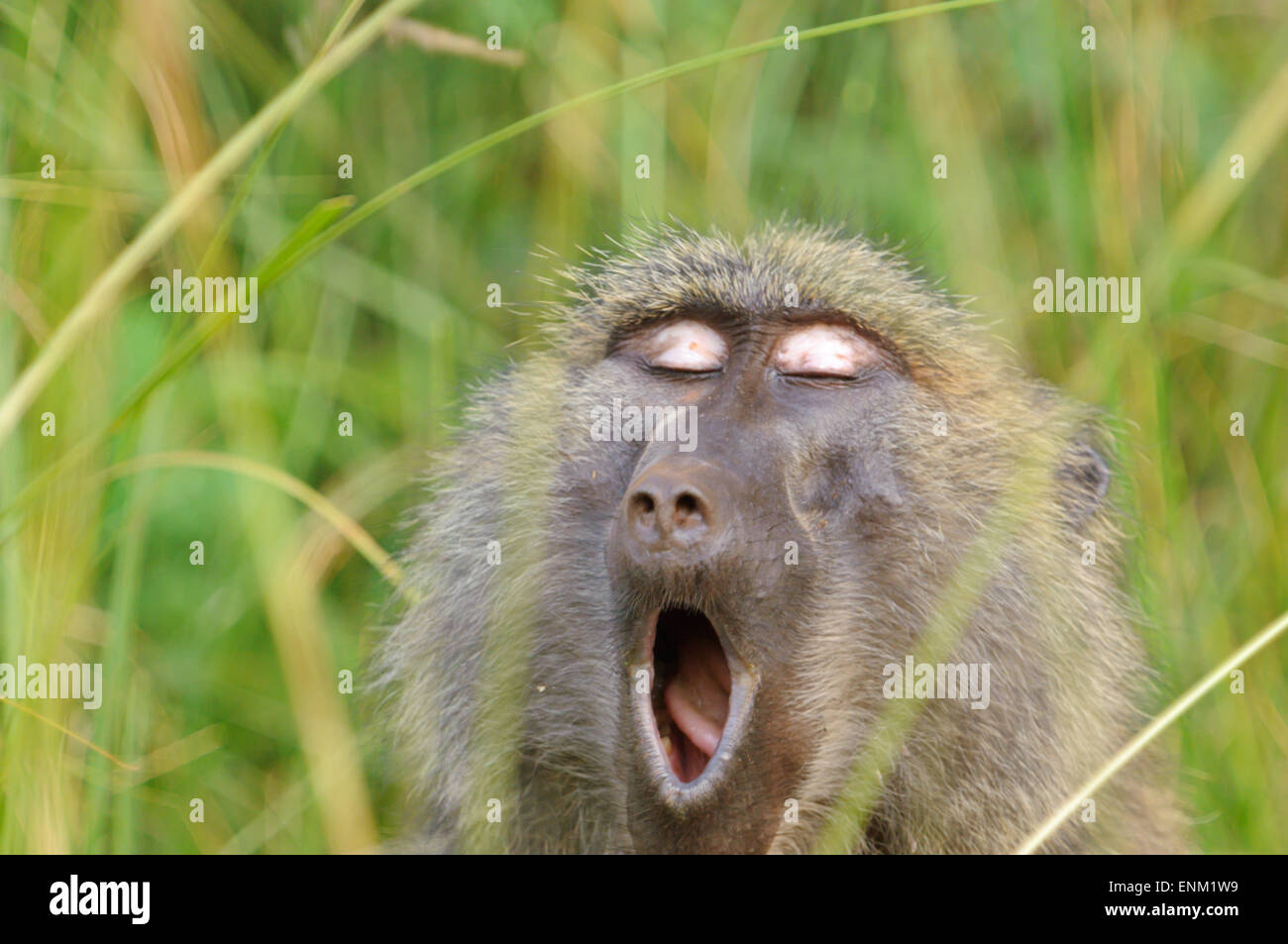 Yawning olive baboon in Akagera National Park. Rwanda, Africa Stock ...