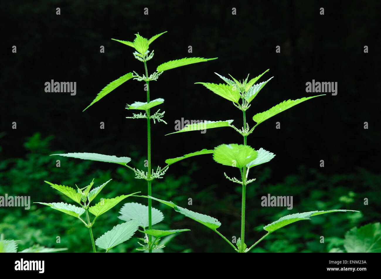 nettles growing towards the light in woodland opening Stock Photo - Alamy