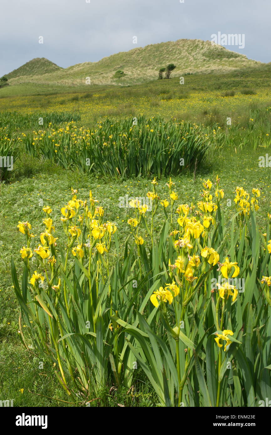 Clumps of iris hi-res stock photography and images - Alamy