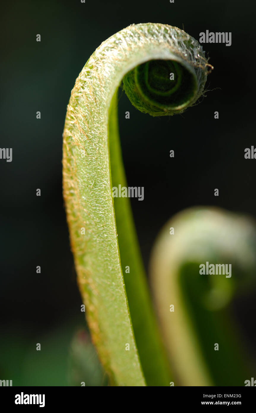 Harts Tongue ferns uncoil their furled leaves in the first rays of ...