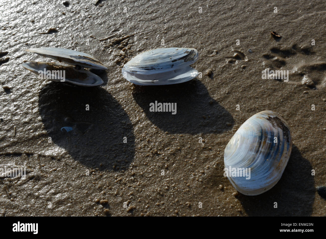Stranded clams hi-res stock photography and images - Alamy