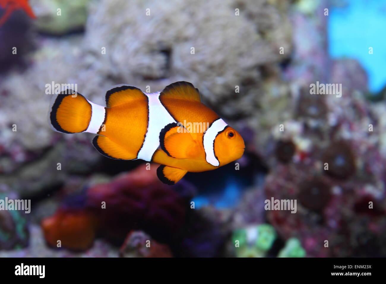 colorful tropical fish photographed in its natural environment Stock ...