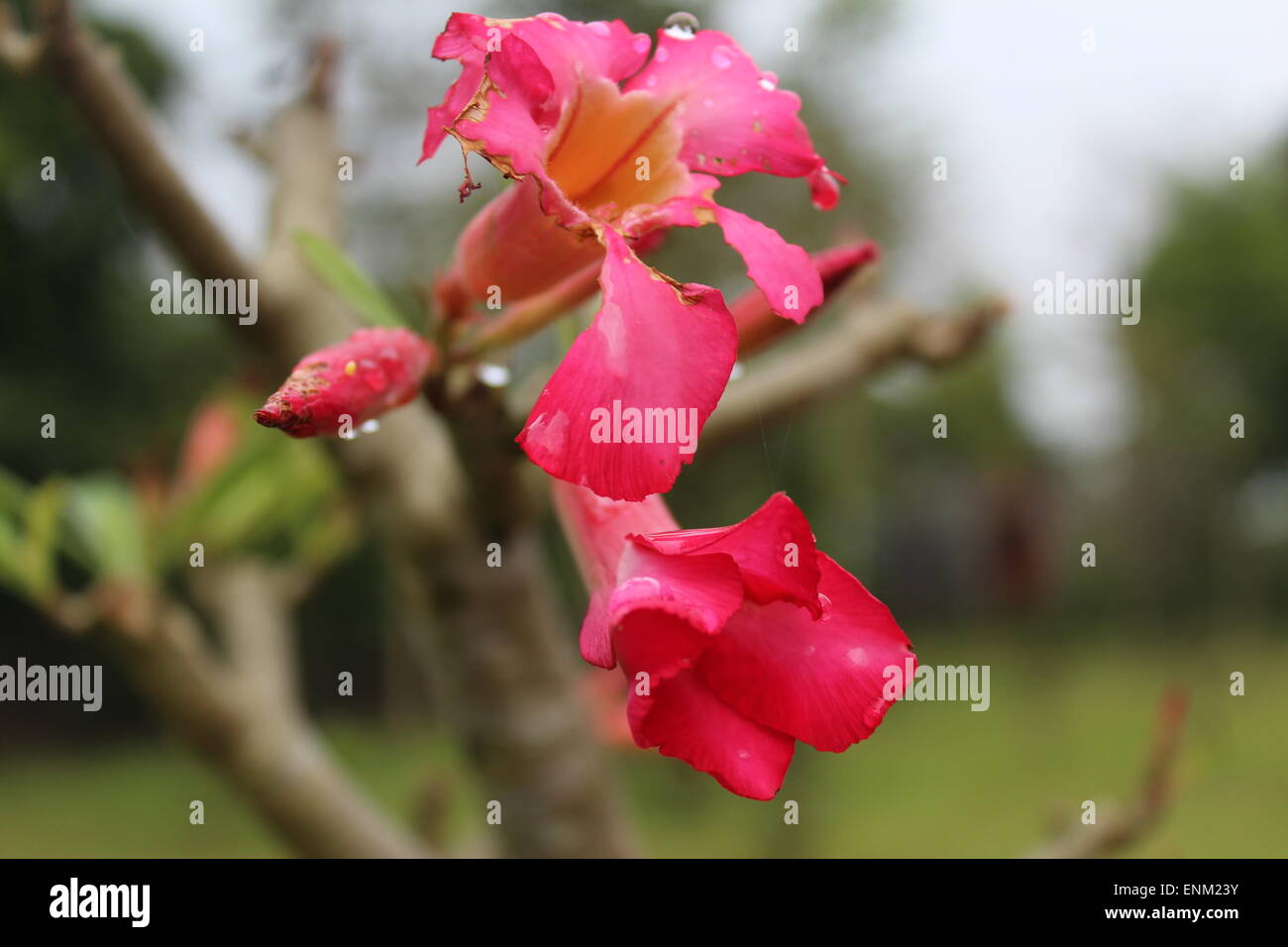 Flower dying hi-res stock photography and images - Alamy