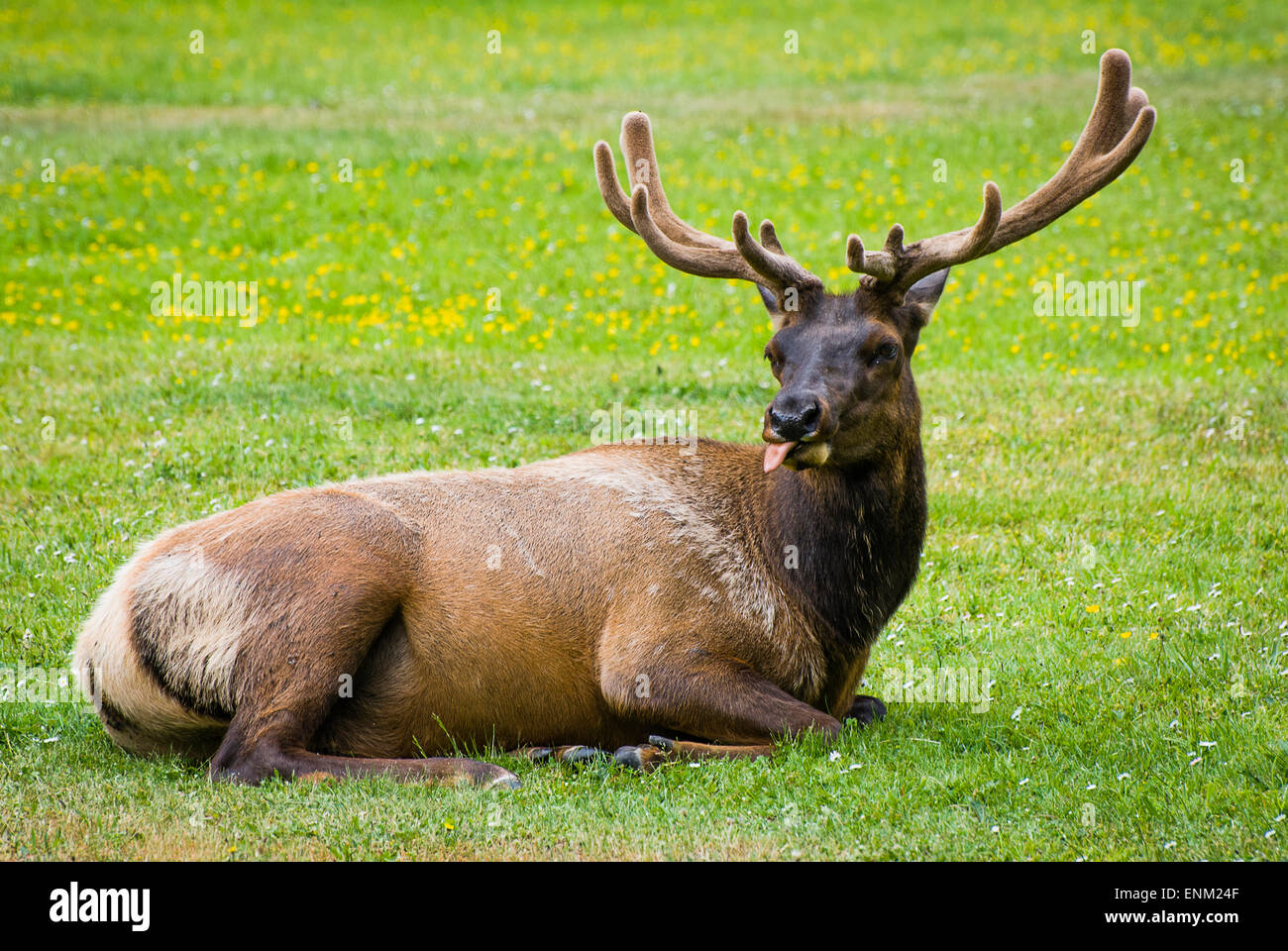 Elk laying down in green field sticks out tongue, Redwood National Park ...