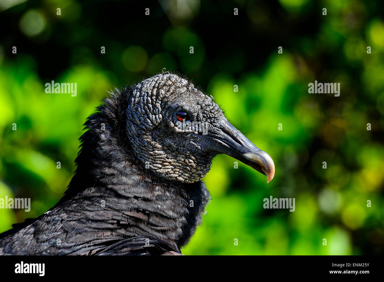 coragyps atratus, black vulture, everglades Stock Photo - Alamy
