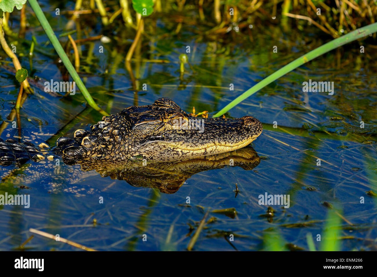 american alligator, viera wetlands Stock Photo - Alamy