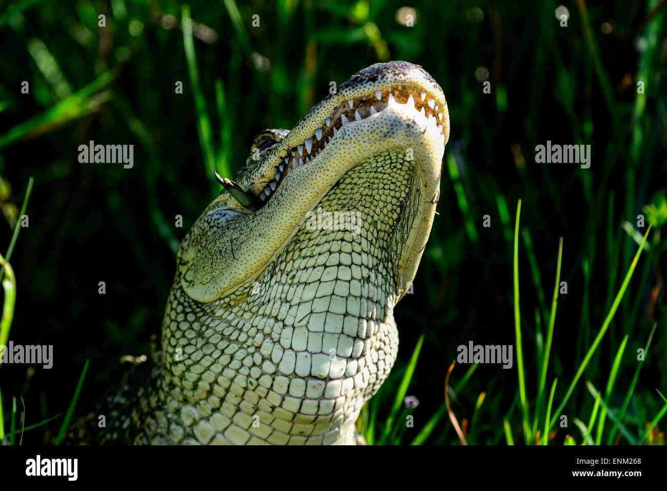 american alligator, viera wetlands Stock Photo - Alamy