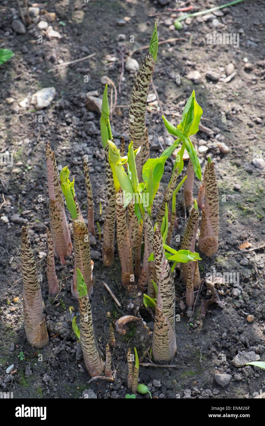 Dracunculus vulgaris leaves hi-res stock photography and images - Alamy