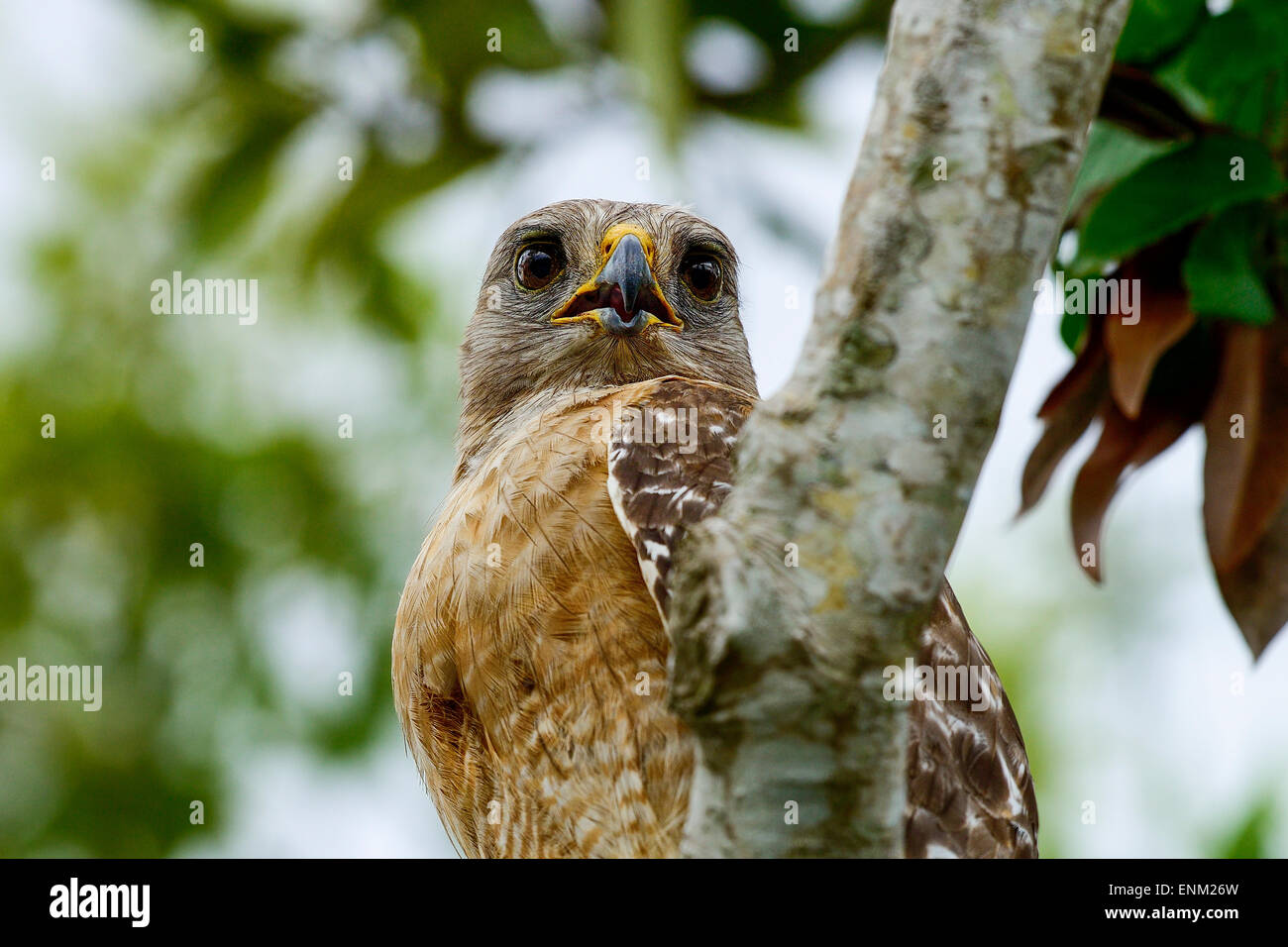 Black shouldered hawk hi-res stock photography and images - Alamy