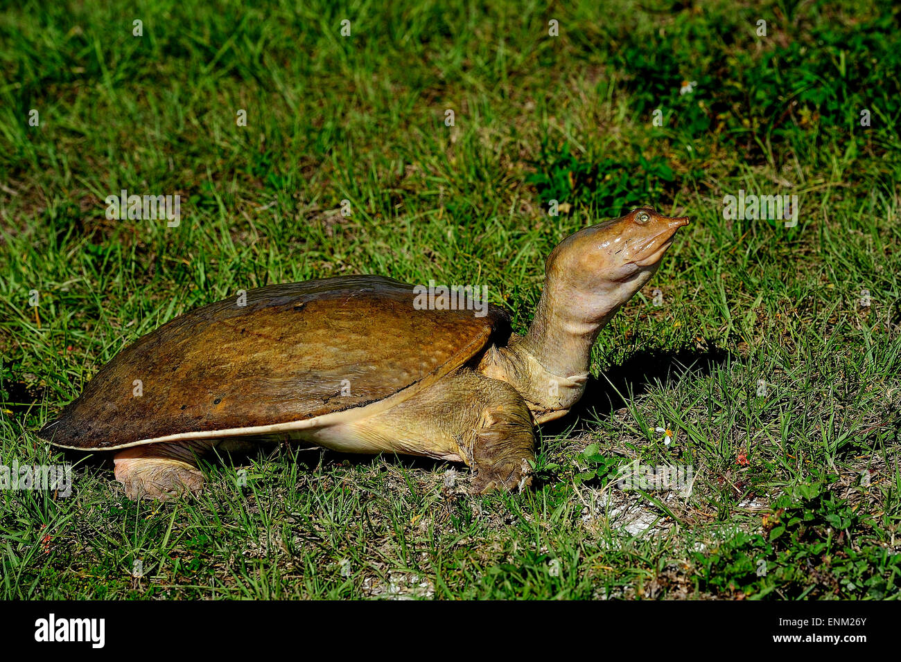 florida softshell turtle, viera wetlands Stock Photo - Alamy