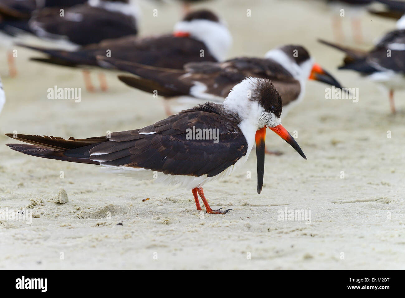 black skimmer, rynchops niger Stock Photo - Alamy