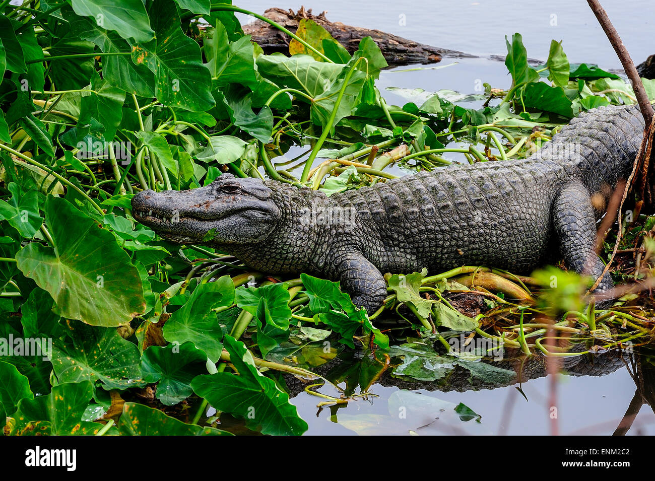 Alligator armor hi-res stock photography and images - Alamy