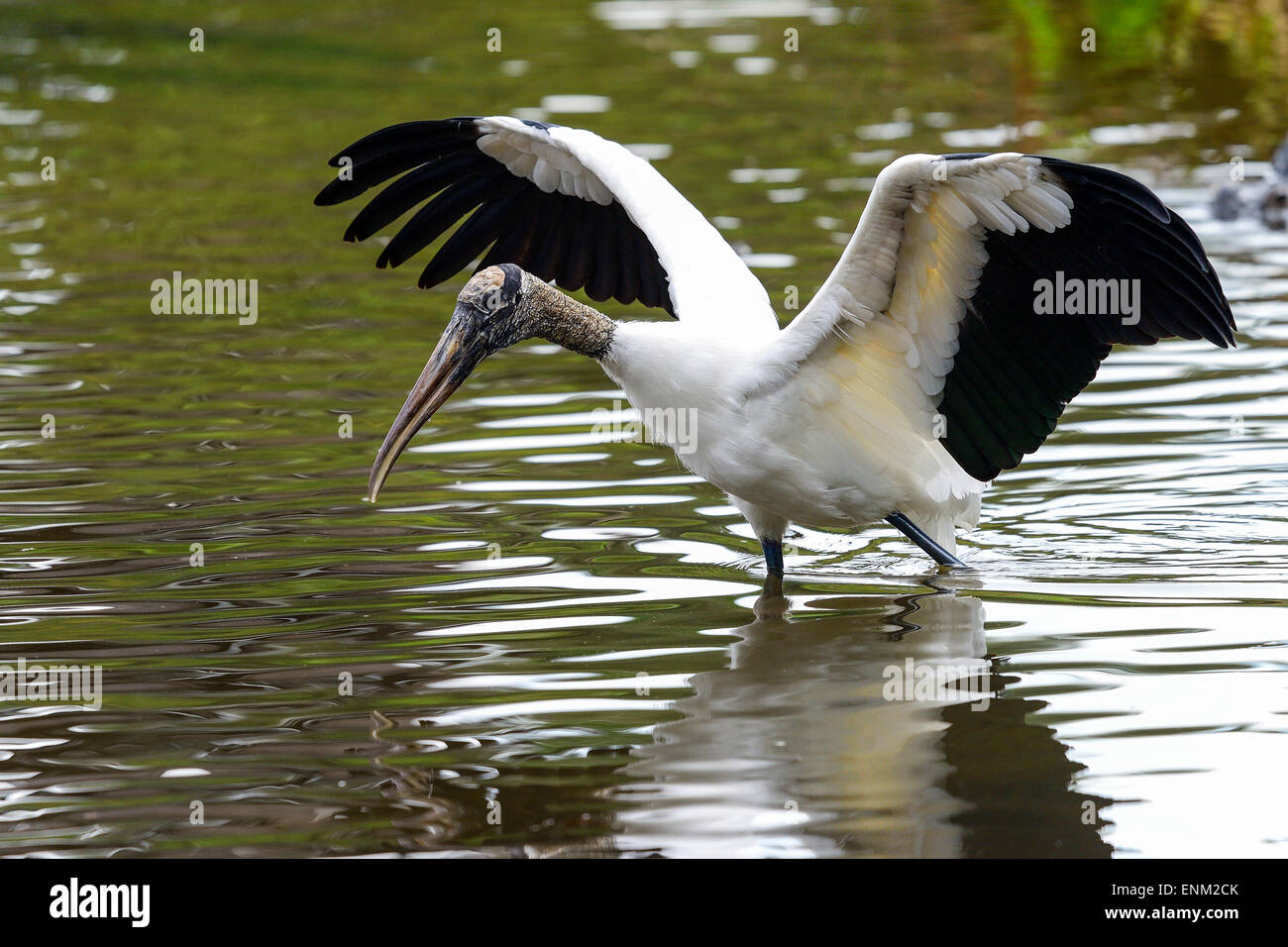 Stork feathers hi-res stock photography and images - Alamy