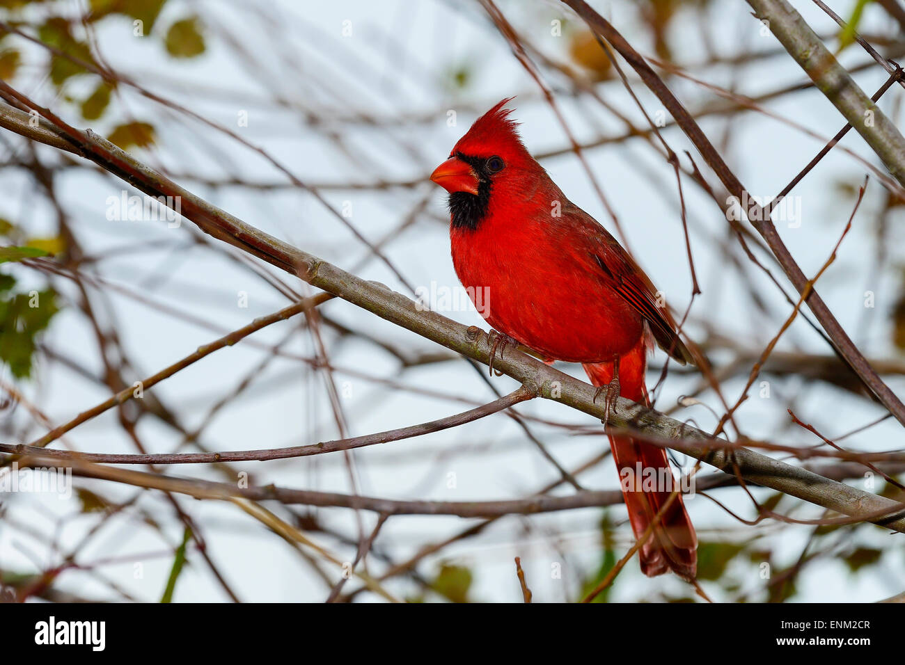 Northern cardinal hi-res stock photography and images - Alamy
