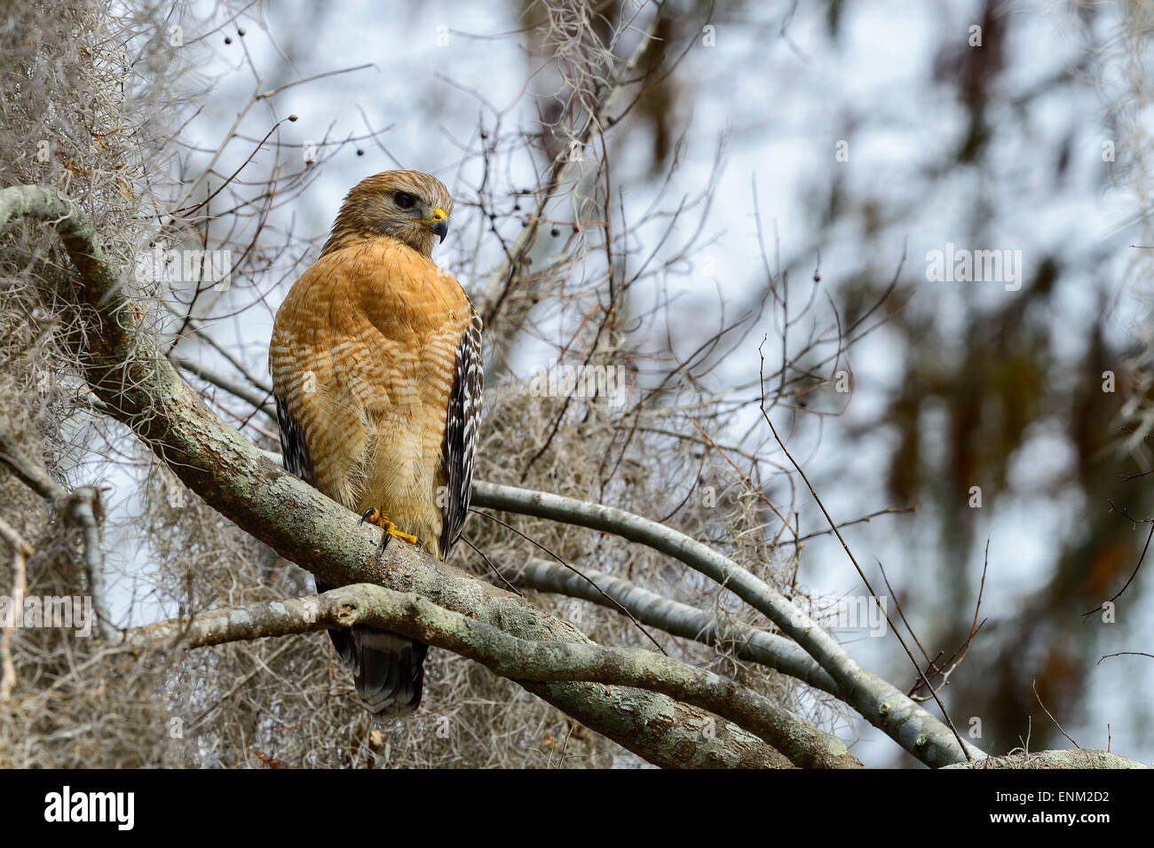 Black shouldered hawk hi-res stock photography and images - Alamy
