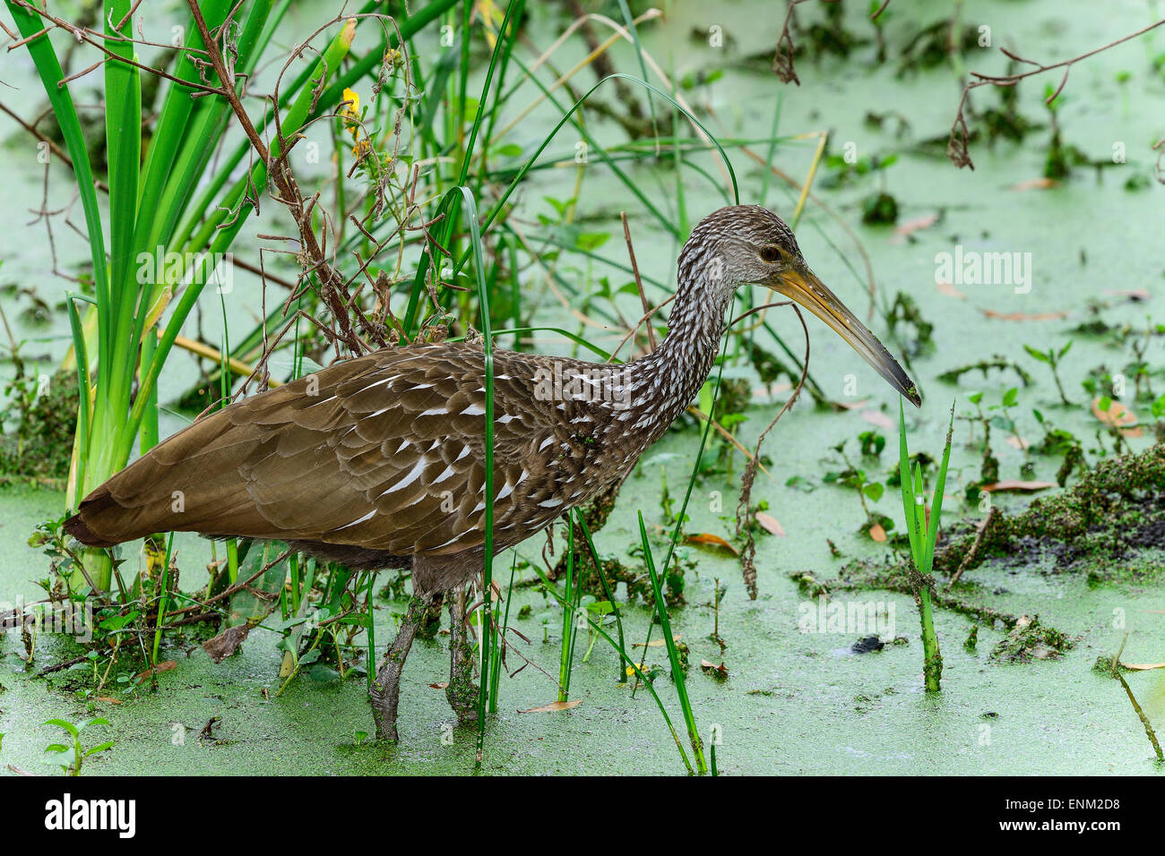 Limpkin hi-res stock photography and images - Alamy