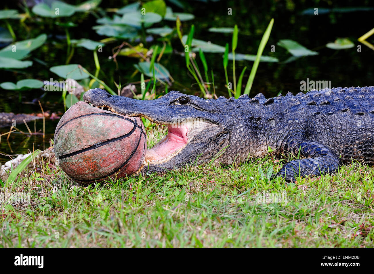 American alligator basketball ball hi-res stock photography and images ...