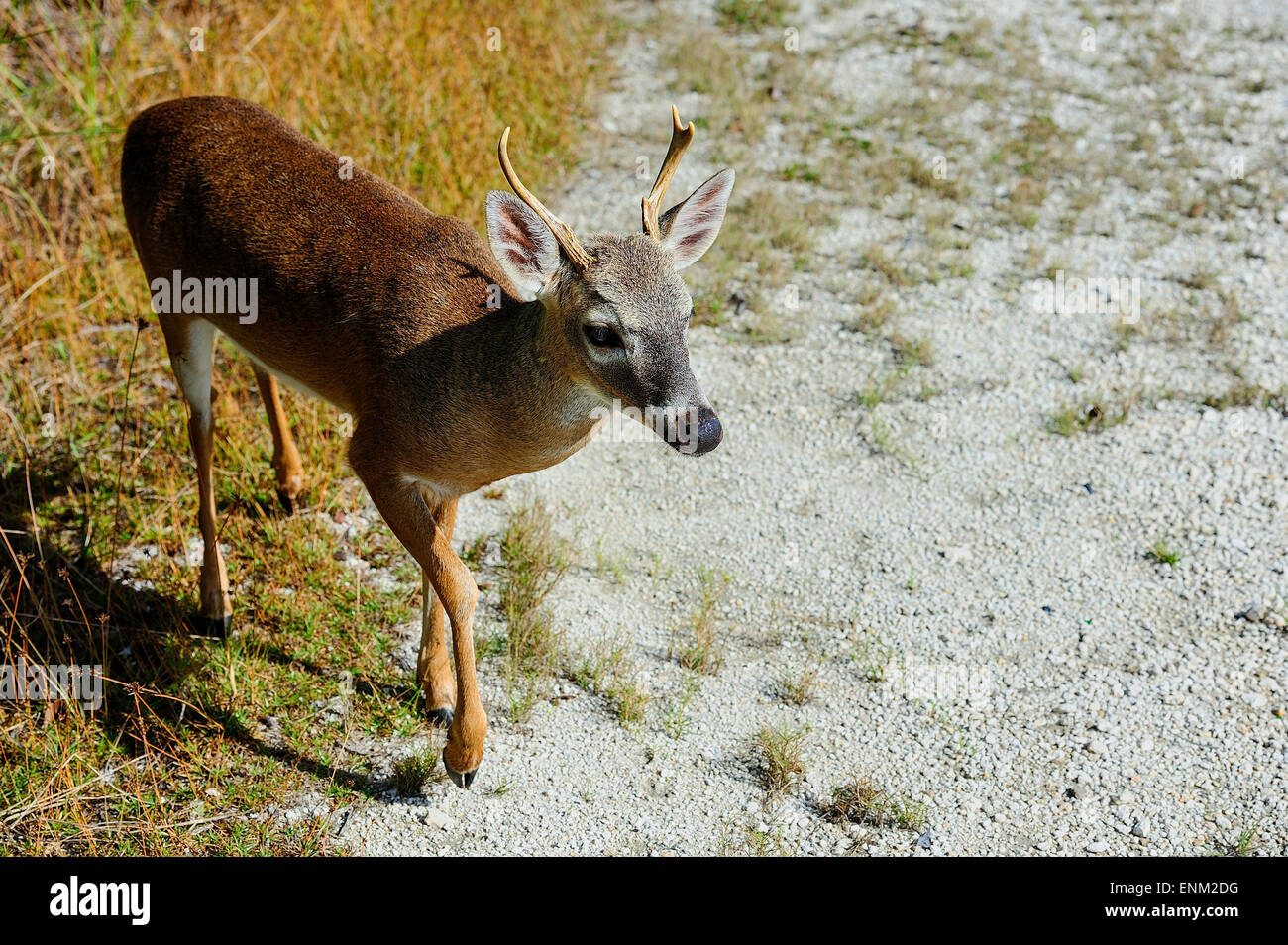 Deer leg hi-res stock photography and images - Alamy
