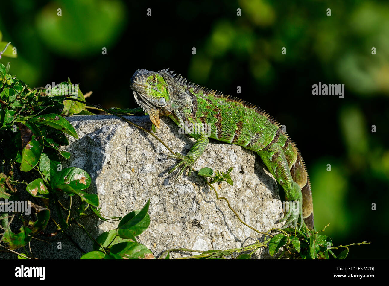 Lizard lick hi-res stock photography and images - Alamy