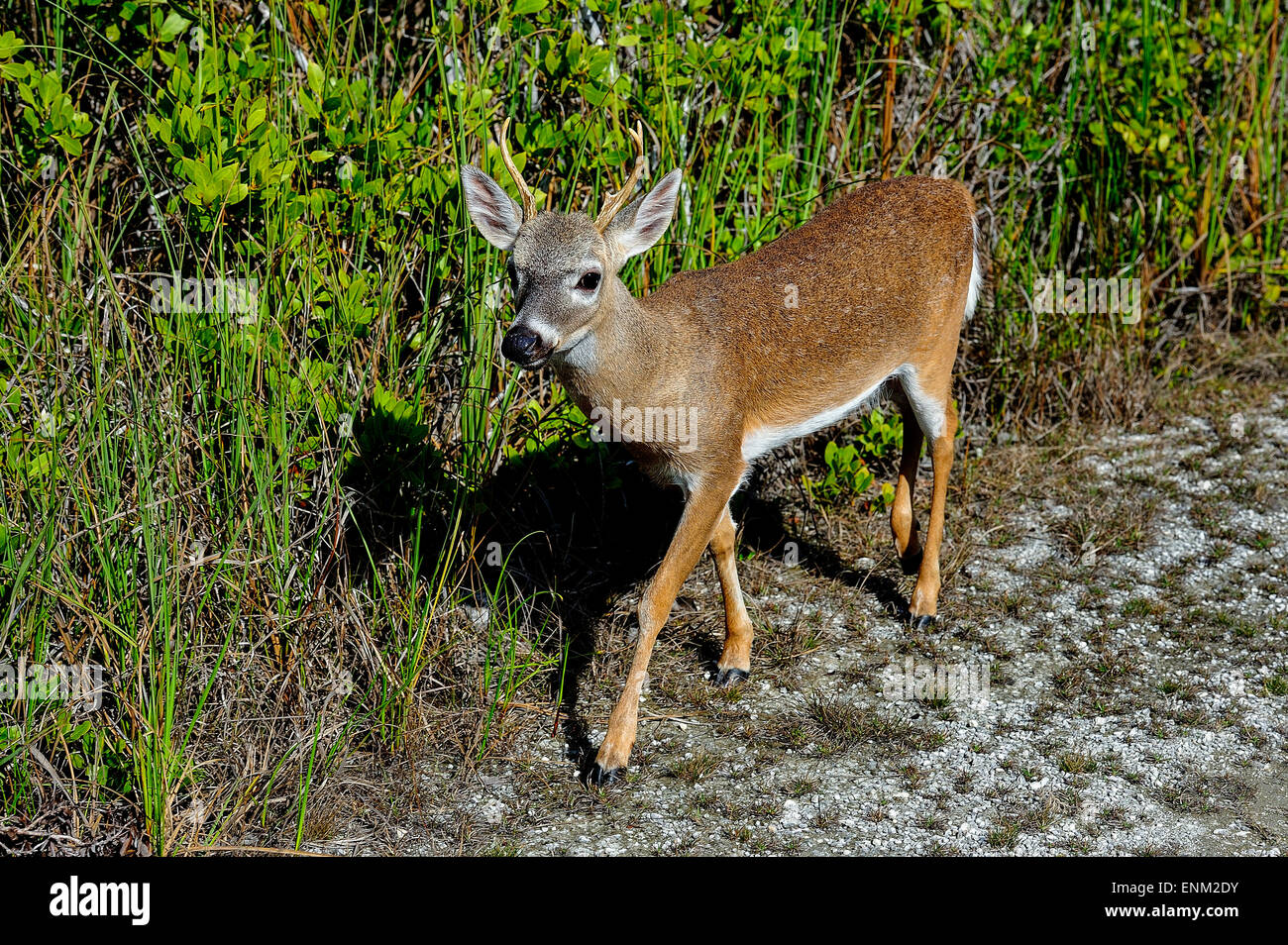 Deer leg hi-res stock photography and images - Alamy