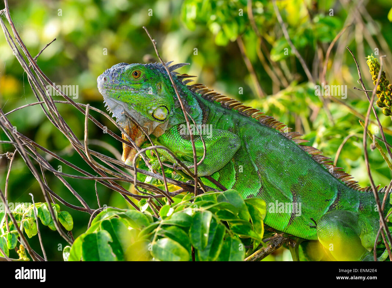 Big Iguana Lizard High Resolution Stock Photography and Images - Alamy