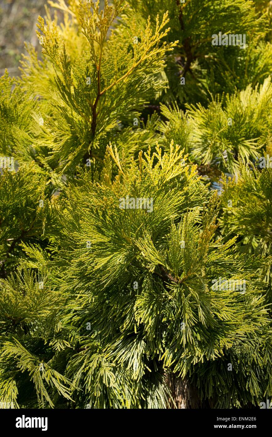 Cedar Calocedrus decurrens 'Berrima Gold' Stock Photo - Alamy