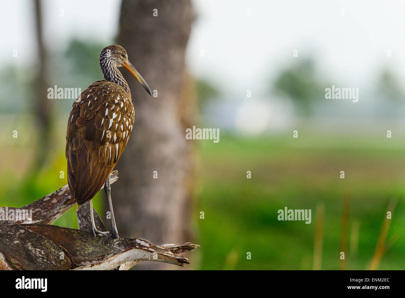 Limpkin hi-res stock photography and images - Alamy