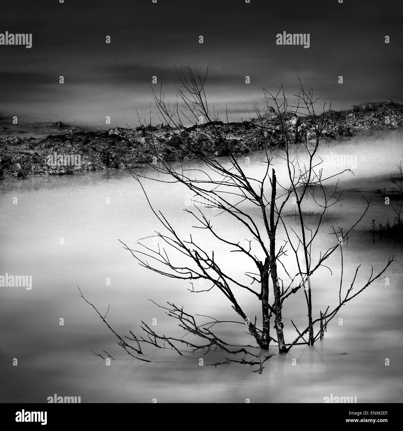 Death Plant on Lake Stock Photo - Alamy