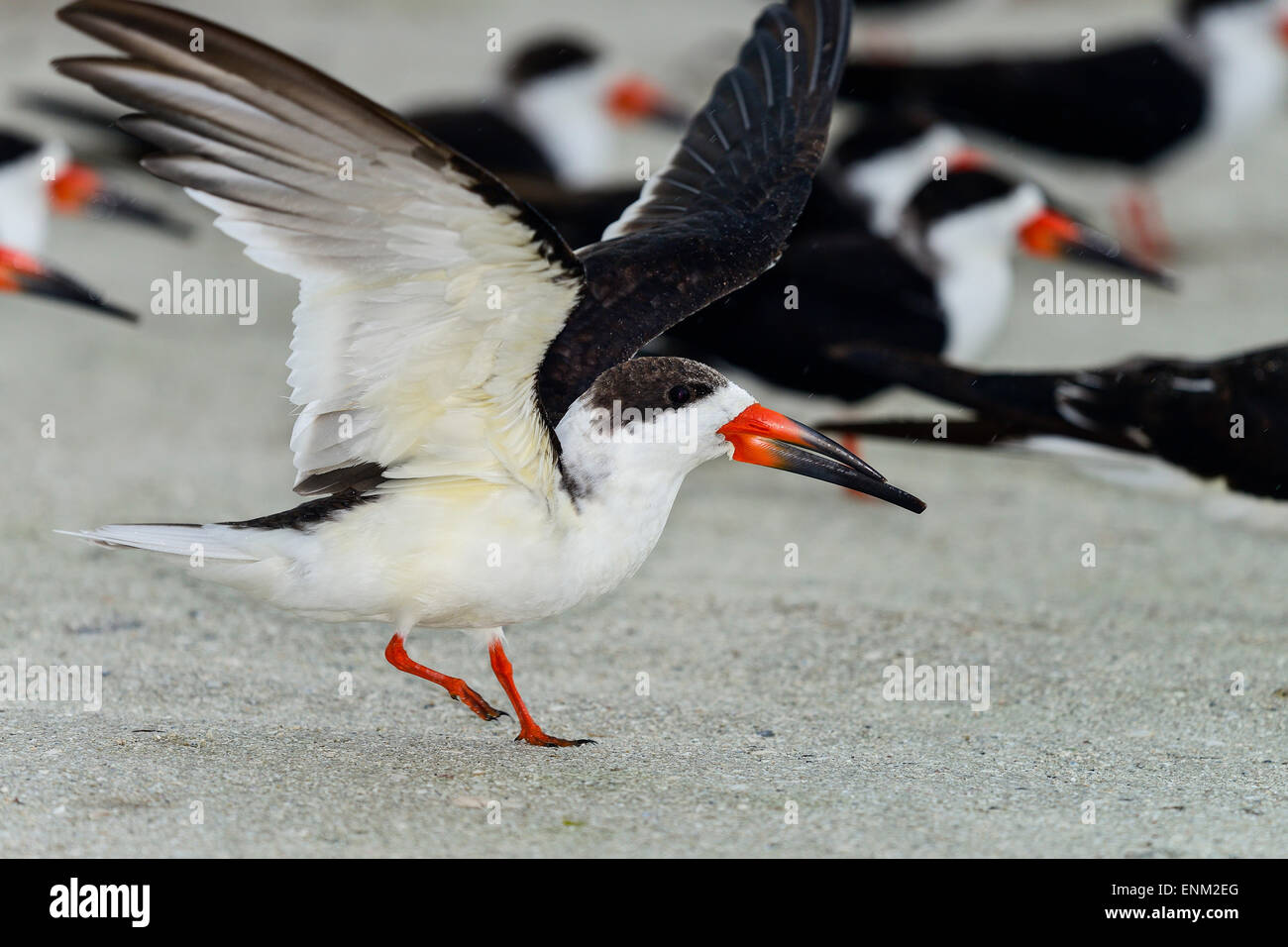 black skimmer, rynchops niger Stock Photo - Alamy