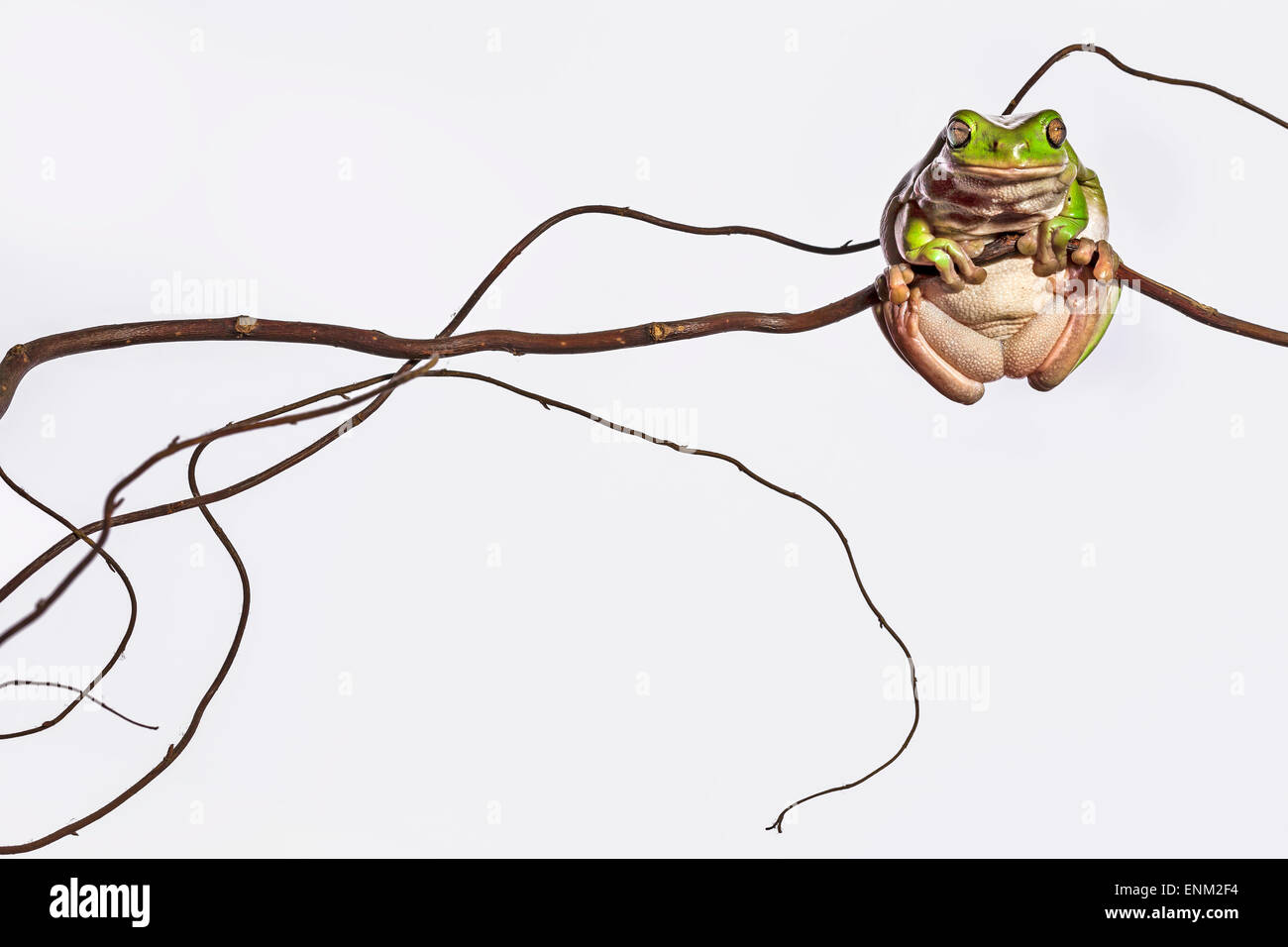 Hanging frog green tree frog hi-res stock photography and images - Alamy