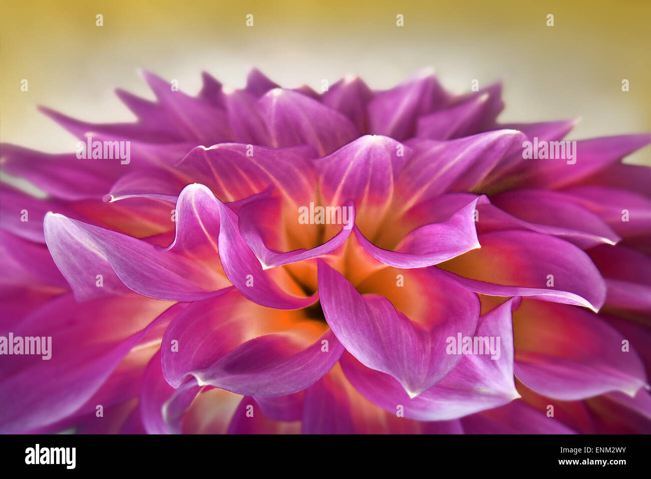 Blossom Pink Flower Stock Photo - Alamy