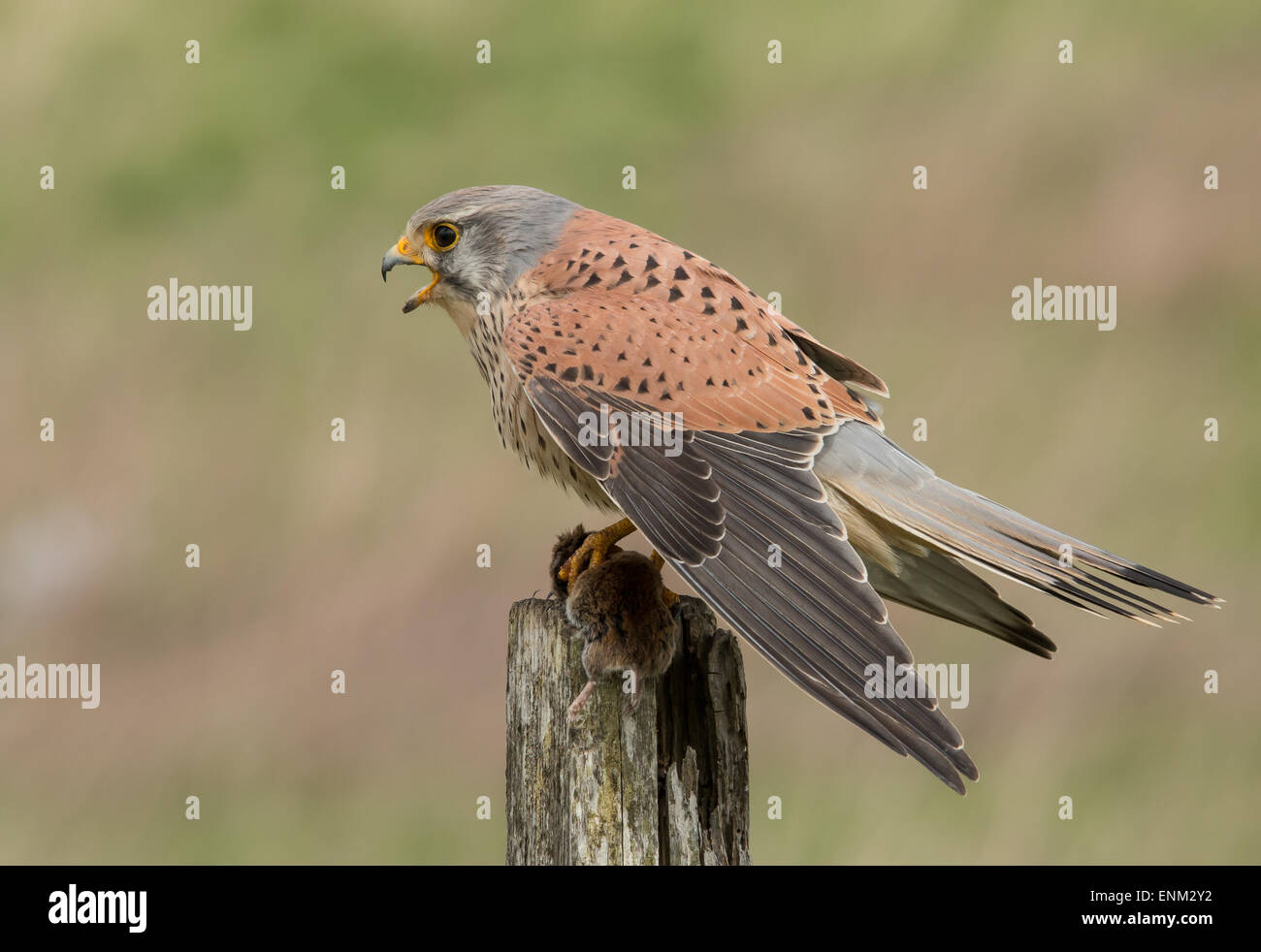 Kestrel male with prey Stock Photo - Alamy