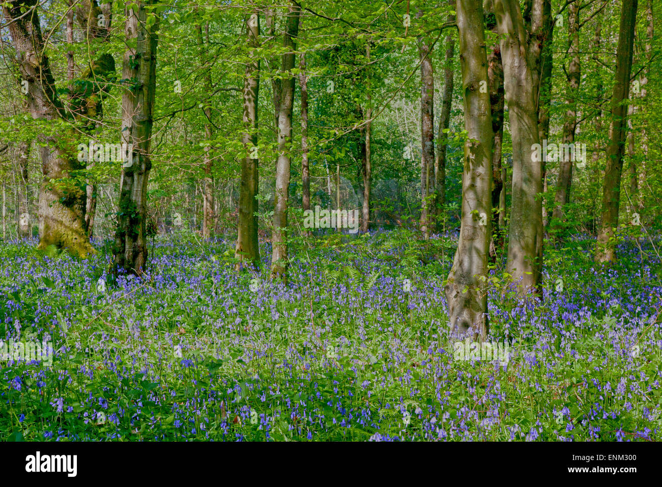 April and may bluebells hi-res stock photography and images - Alamy
