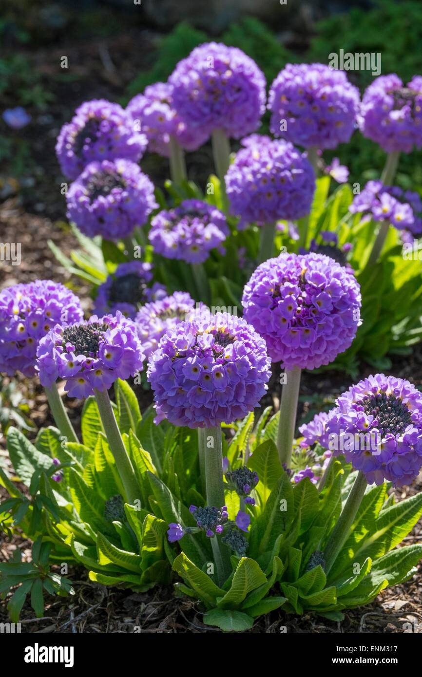 Primula denticulata hi-res stock photography and images - Alamy