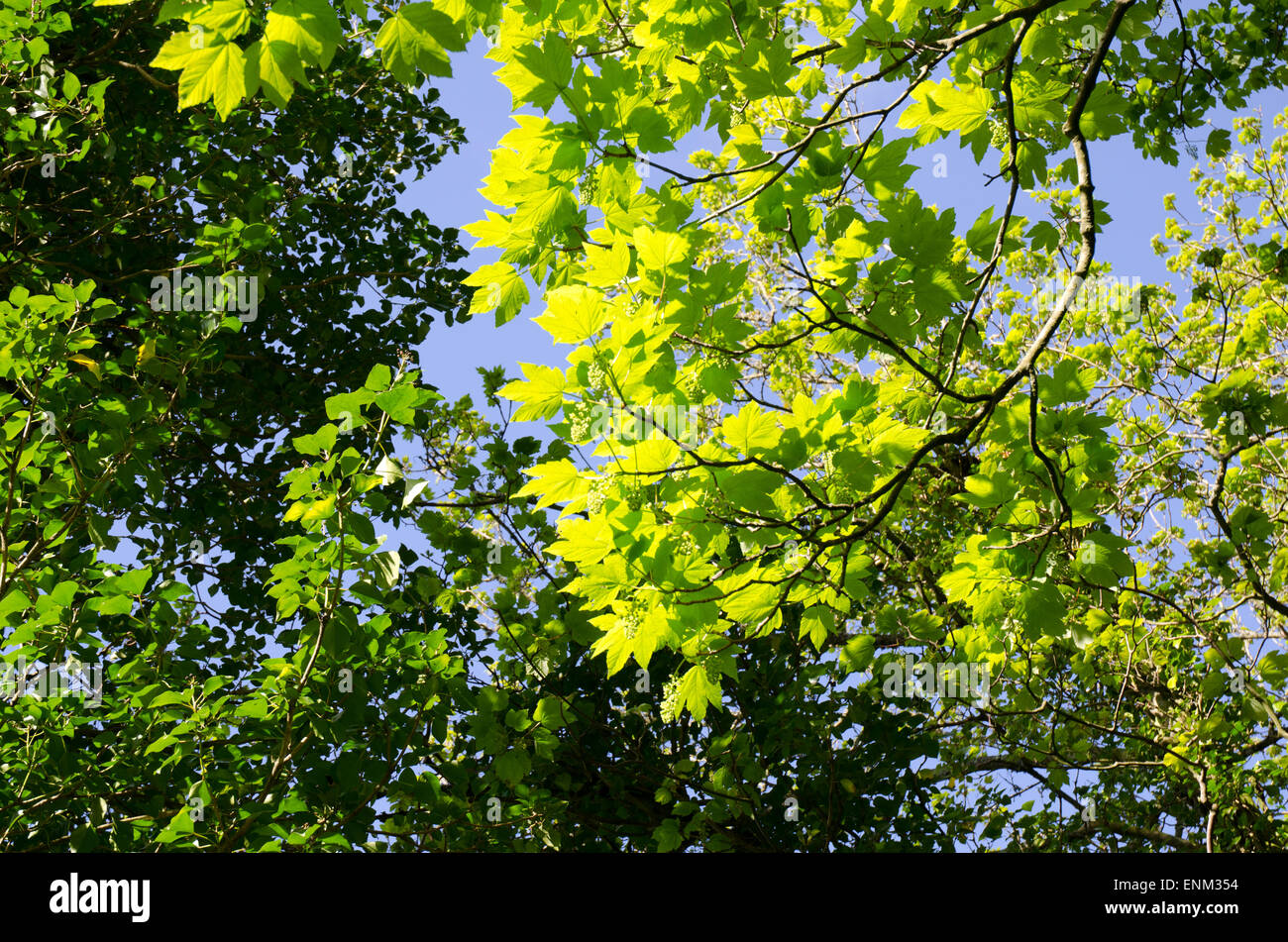 Canopy of green leaves hi-res stock photography and images - Alamy