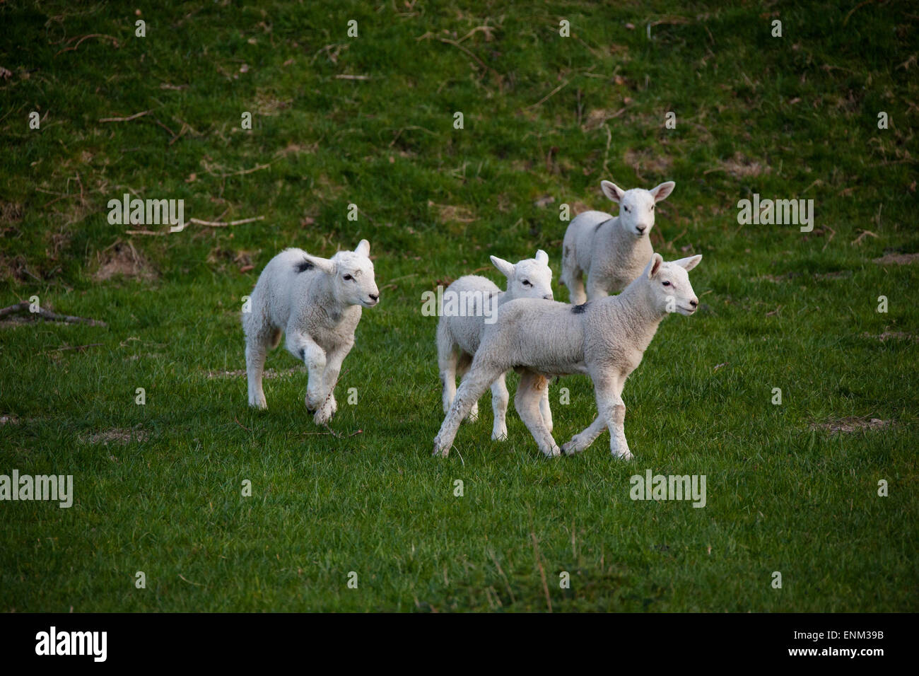 Lambs racing hi-res stock photography and images - Alamy