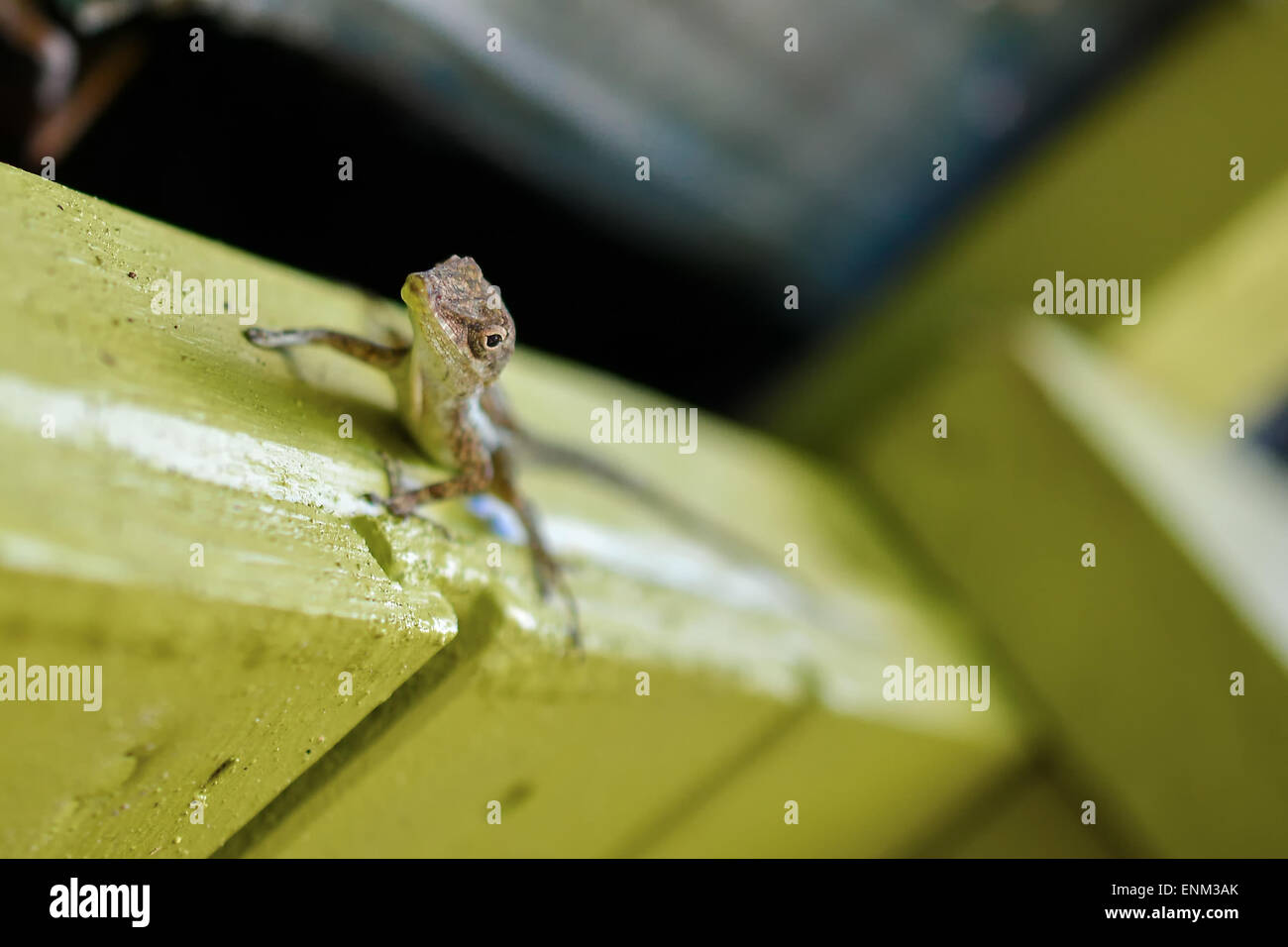 Eye of a lizard hi-res stock photography and images - Alamy