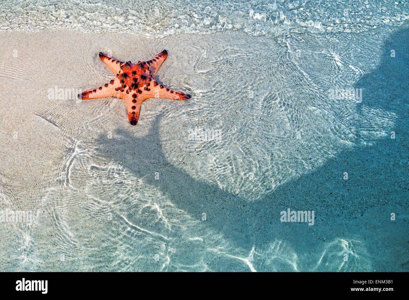 Sealife protection hi-res stock photography and images - Alamy