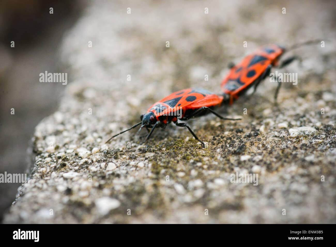 Stone bugs hi-res stock photography and images - Alamy