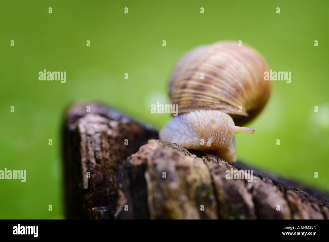 Isolated snail on white hi-res stock photography and images - Alamy