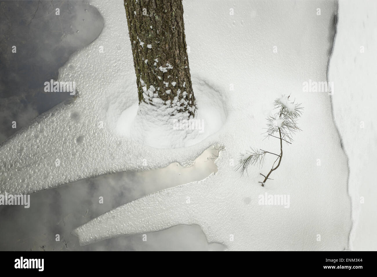 Trees in Snow and Water Stock Photo - Alamy